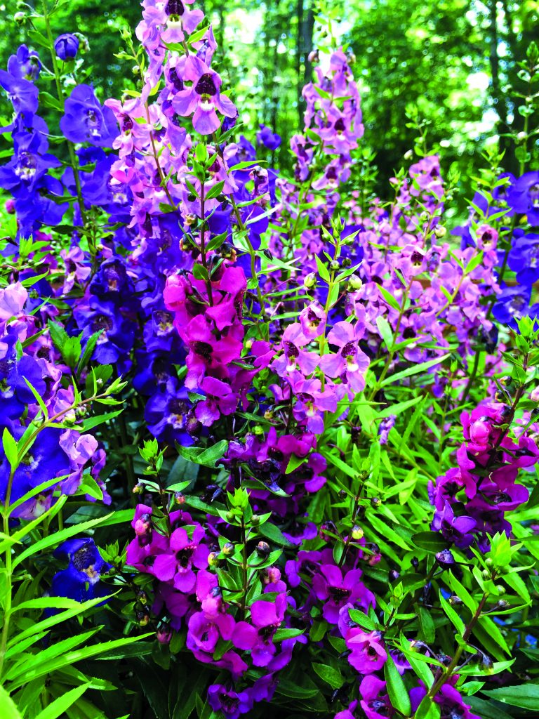 snapdragons - Cottage style decorating, renovating and entertaining ...