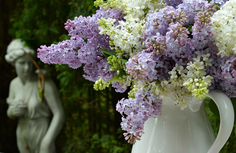 How to Grow and Care for Lilacs - Cottage style decorating,